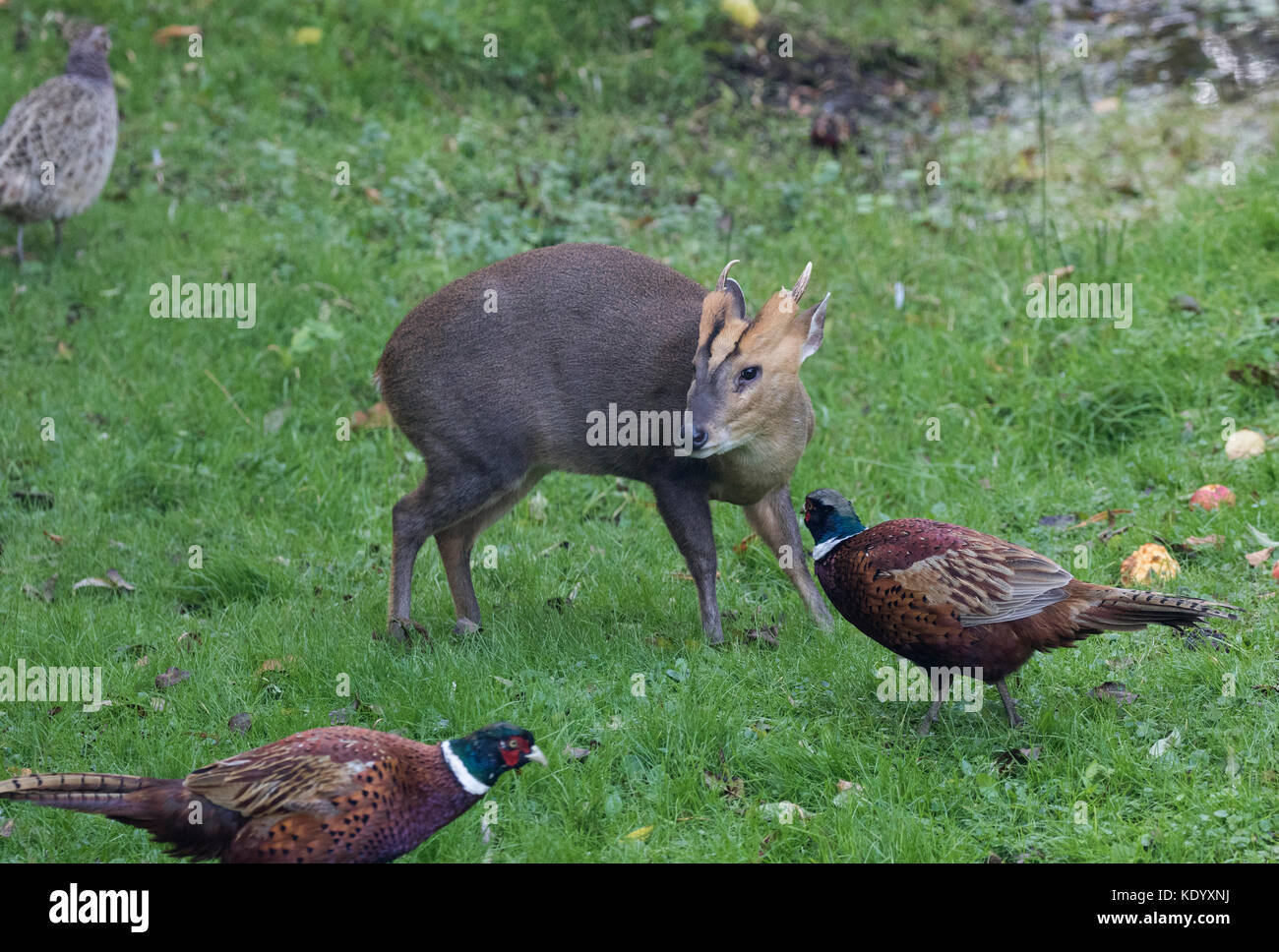 Muntjac Muntiacus reevesi also called barking deer eating apples along ...