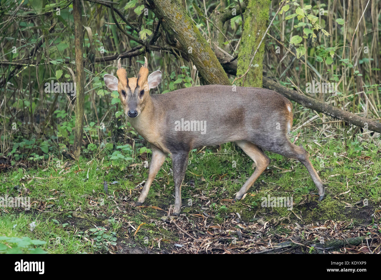 Male Muntjac Muntiacus reevesi Stock Photo - Alamy