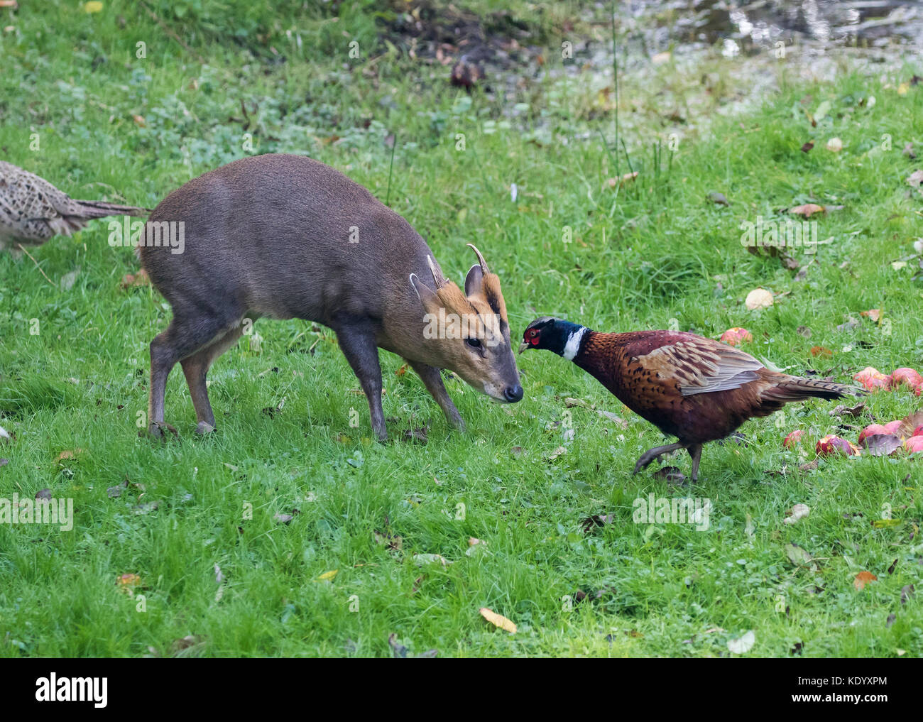 Muntjac Muntiacus reevesi also called barking deer eating apples along ...