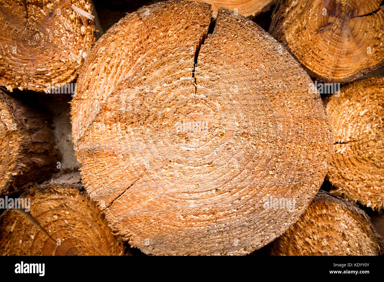 Top view of a tree stump isolated on white background Stock Photo - Alamy