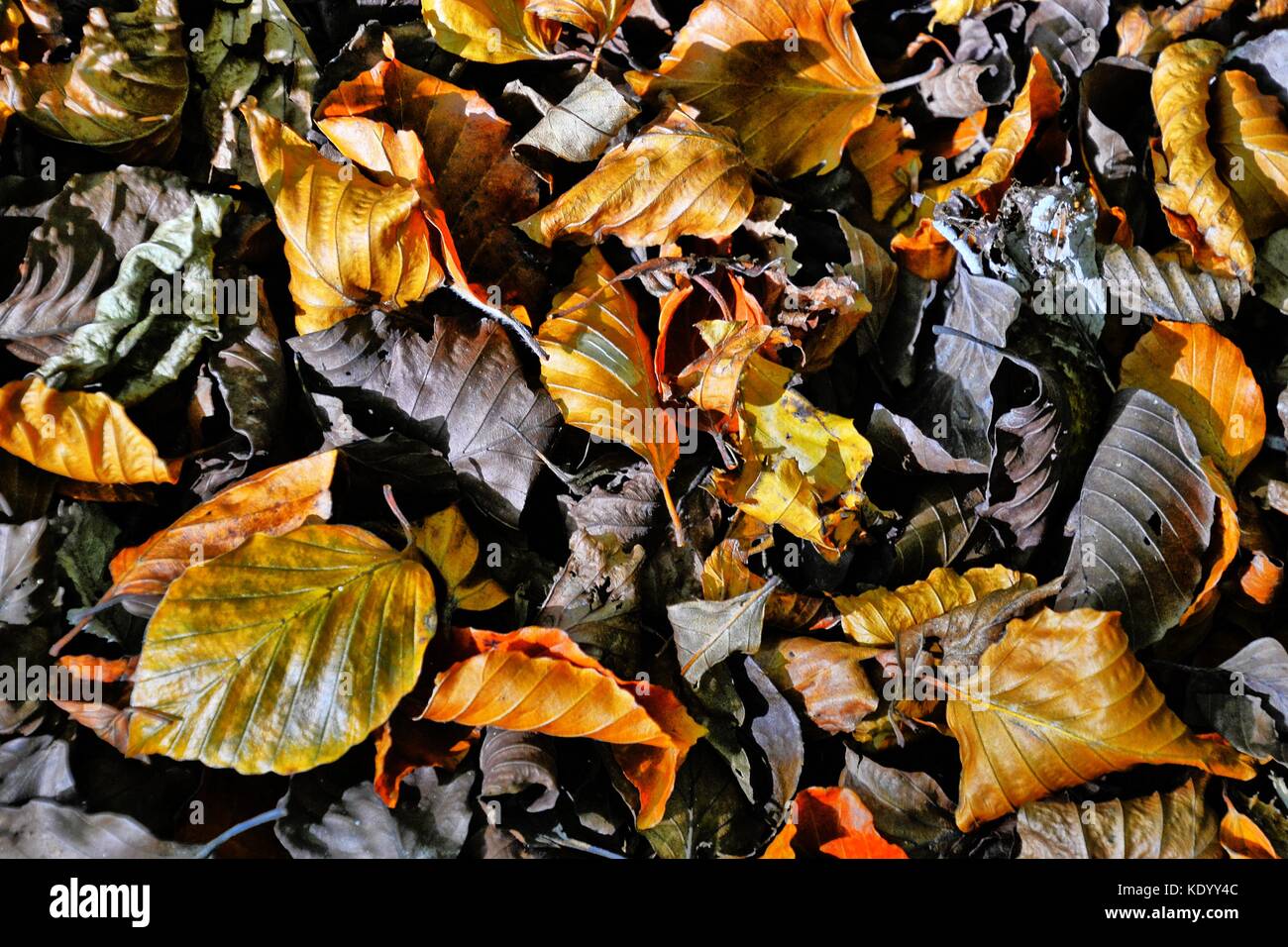 Autumn leaves on ground Stock Photo - Alamy
