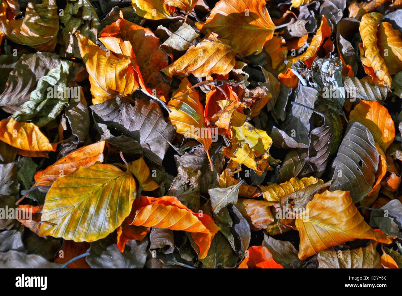 Autumn leaves on ground Stock Photo - Alamy