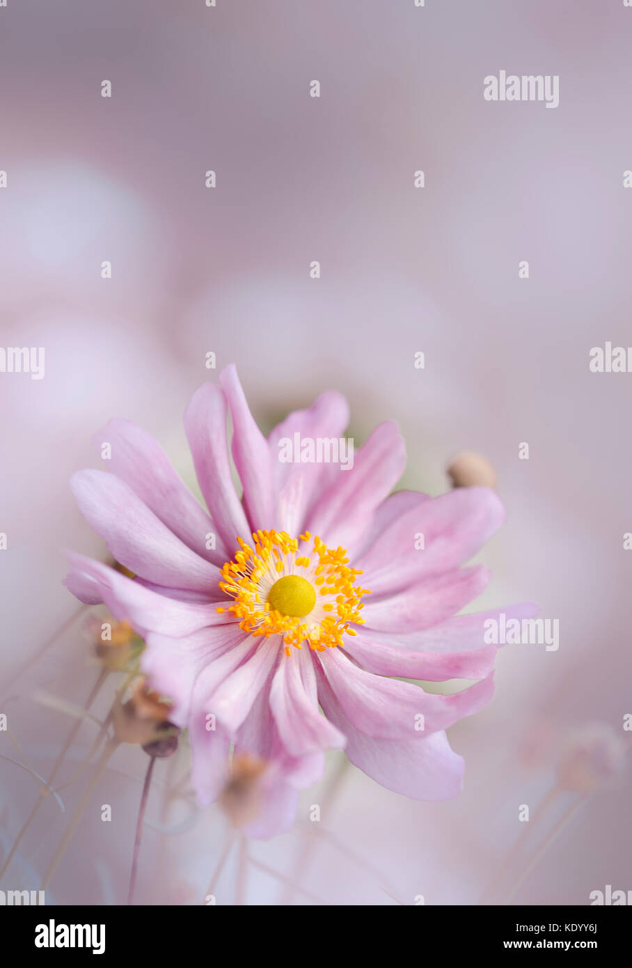 autumn anemone with soft background Stock Photo - Alamy