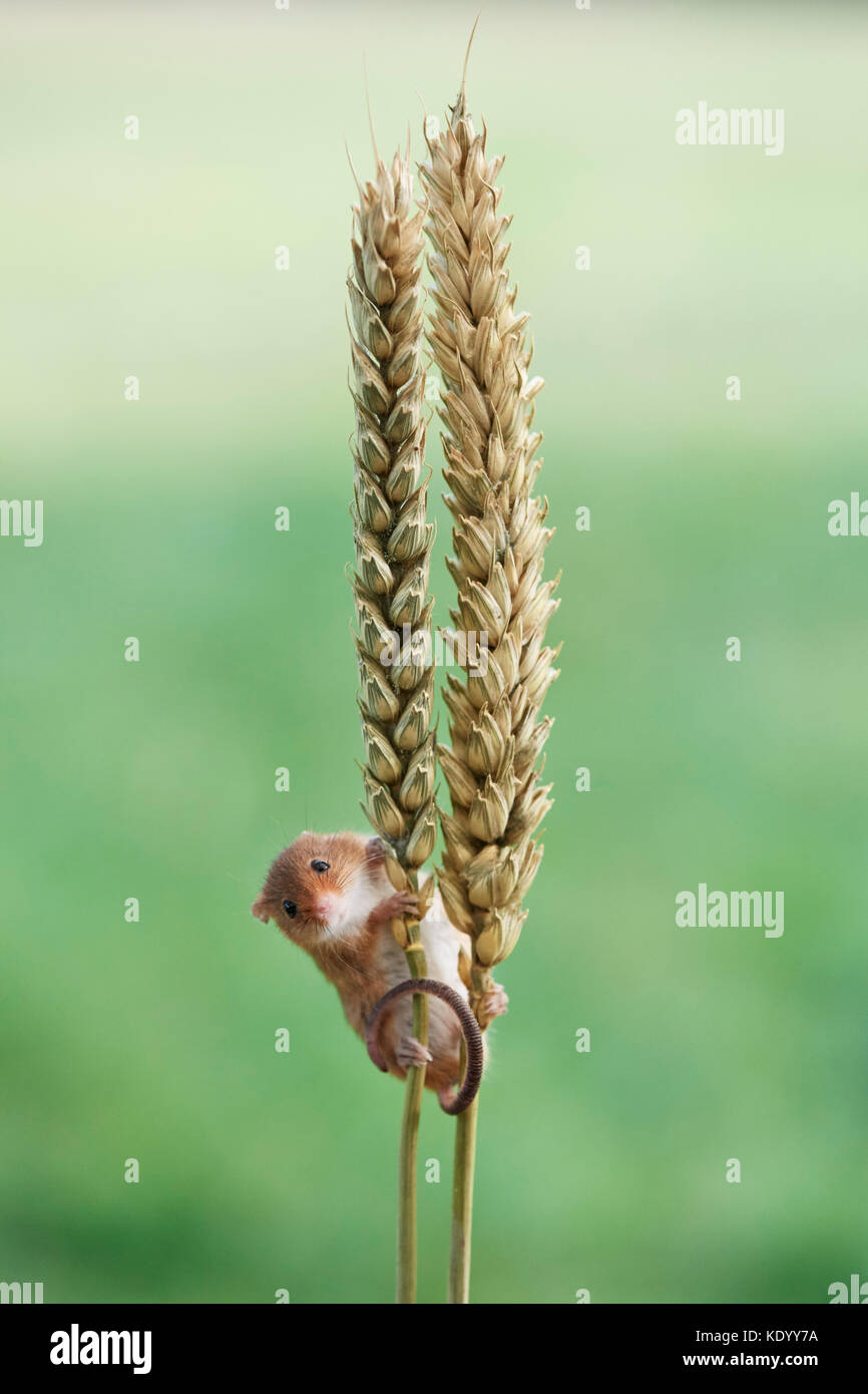 Harvest mouse eating hi-res stock photography and images - Alamy