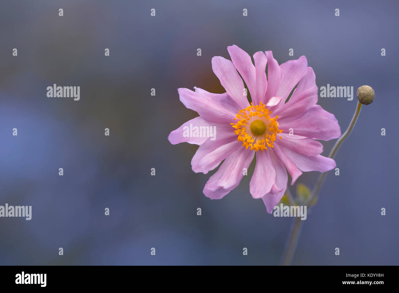 autumn anemone with soft background Stock Photo - Alamy