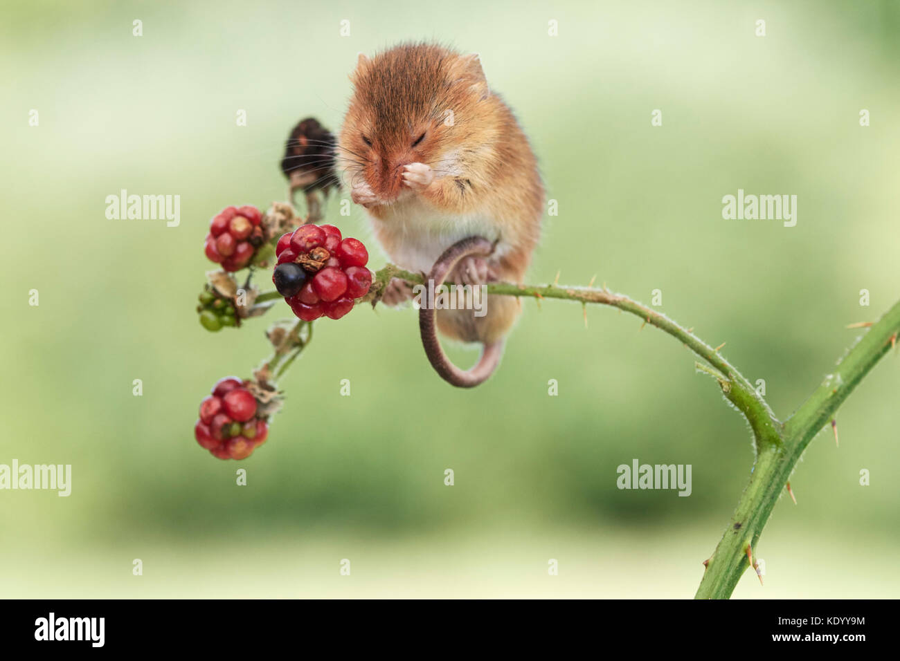 Harvest mouse (Micromys minutus) UK on blackberries Stock Photo - Alamy
