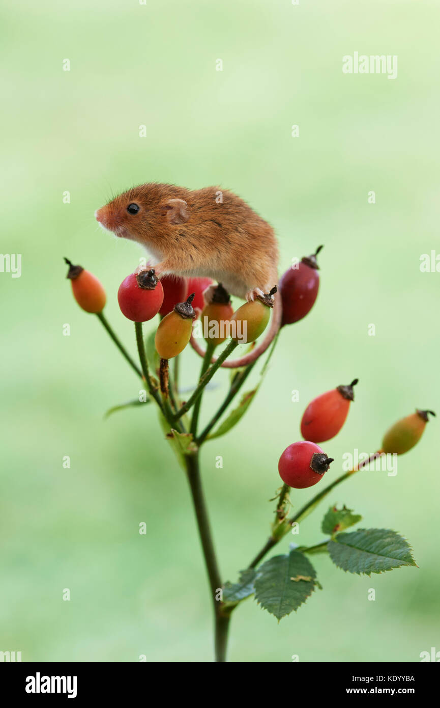 Harvest mouse on rosephips hi-res stock photography and images - Alamy