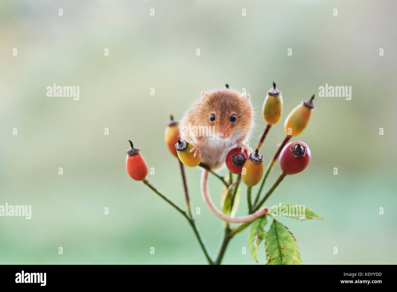 Harvest mouse hi-res stock photography and images - Alamy