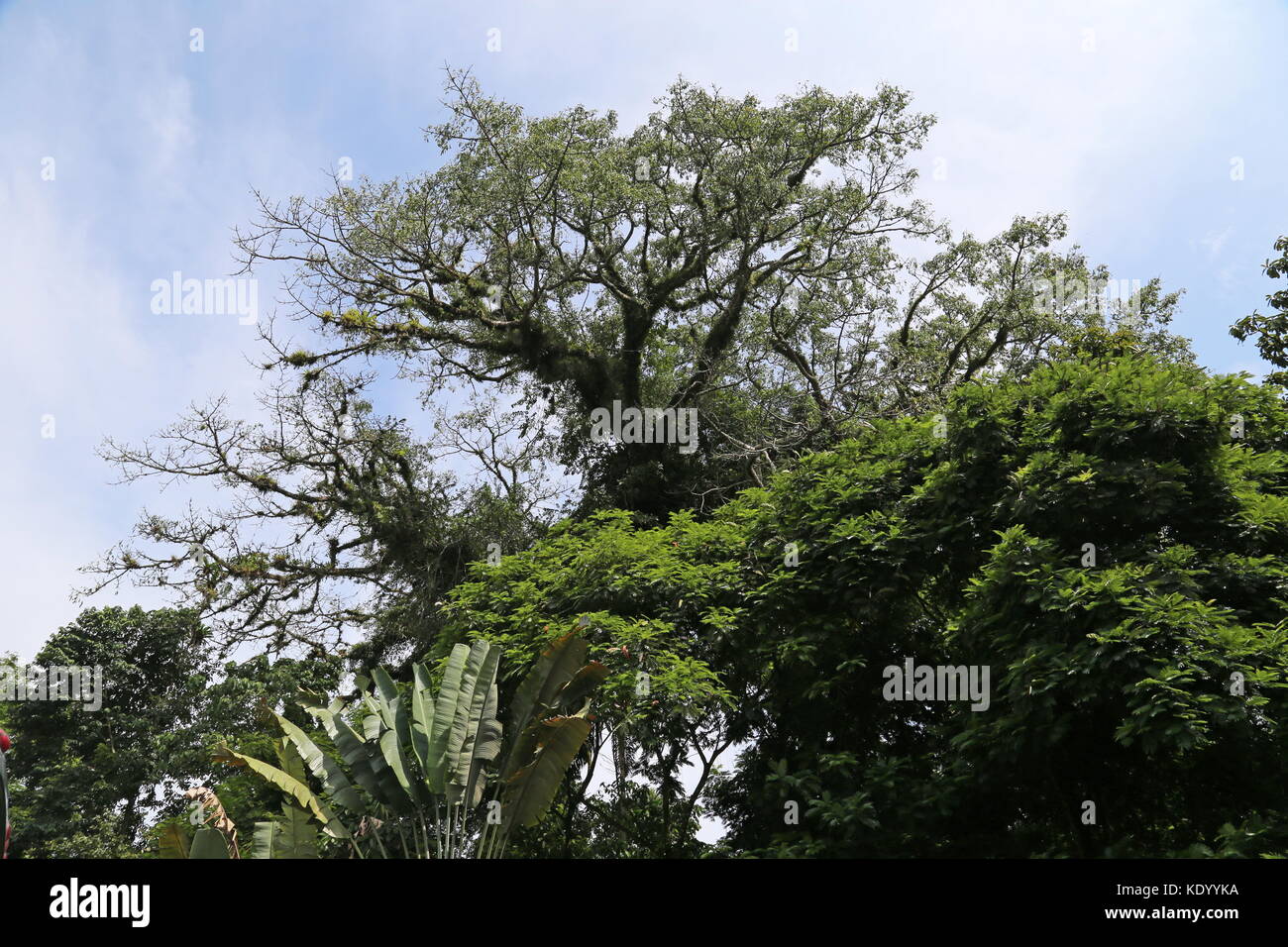 Giant Ceibo tree (Erythrina crista-galli) at El Ceibo restaurant, Ruta ...