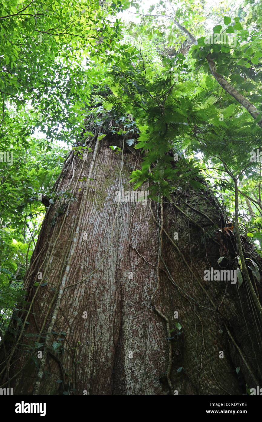 Giant Ceibo tree (Erythrina crista-galli) at El Ceibo restaurant, Ruta ...