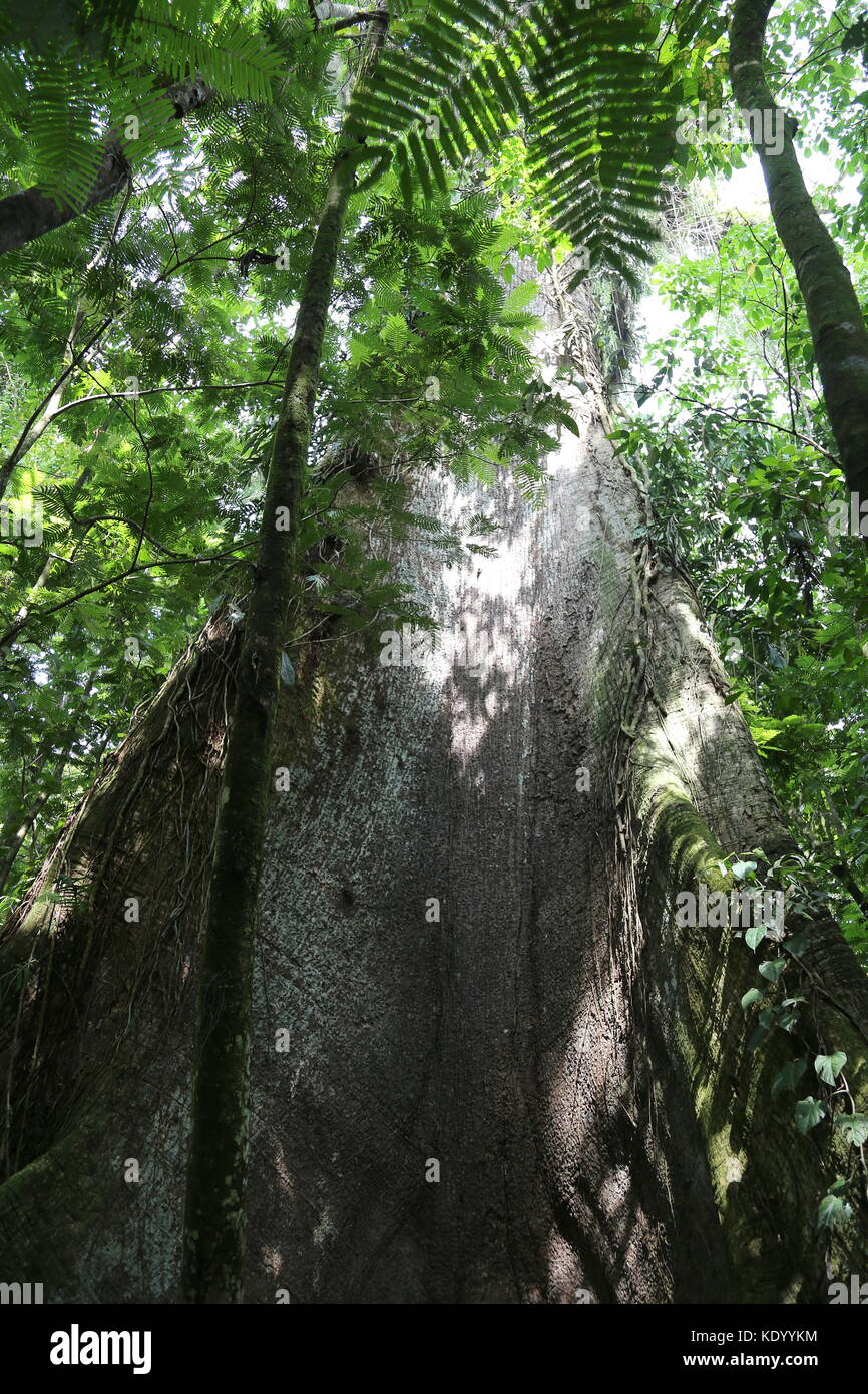 Giant Ceibo tree (Erythrina crista-galli) at El Ceibo restaurant, Ruta ...