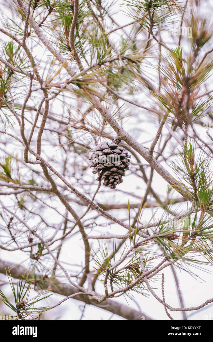Pinecone on the tree Stock Photo - Alamy