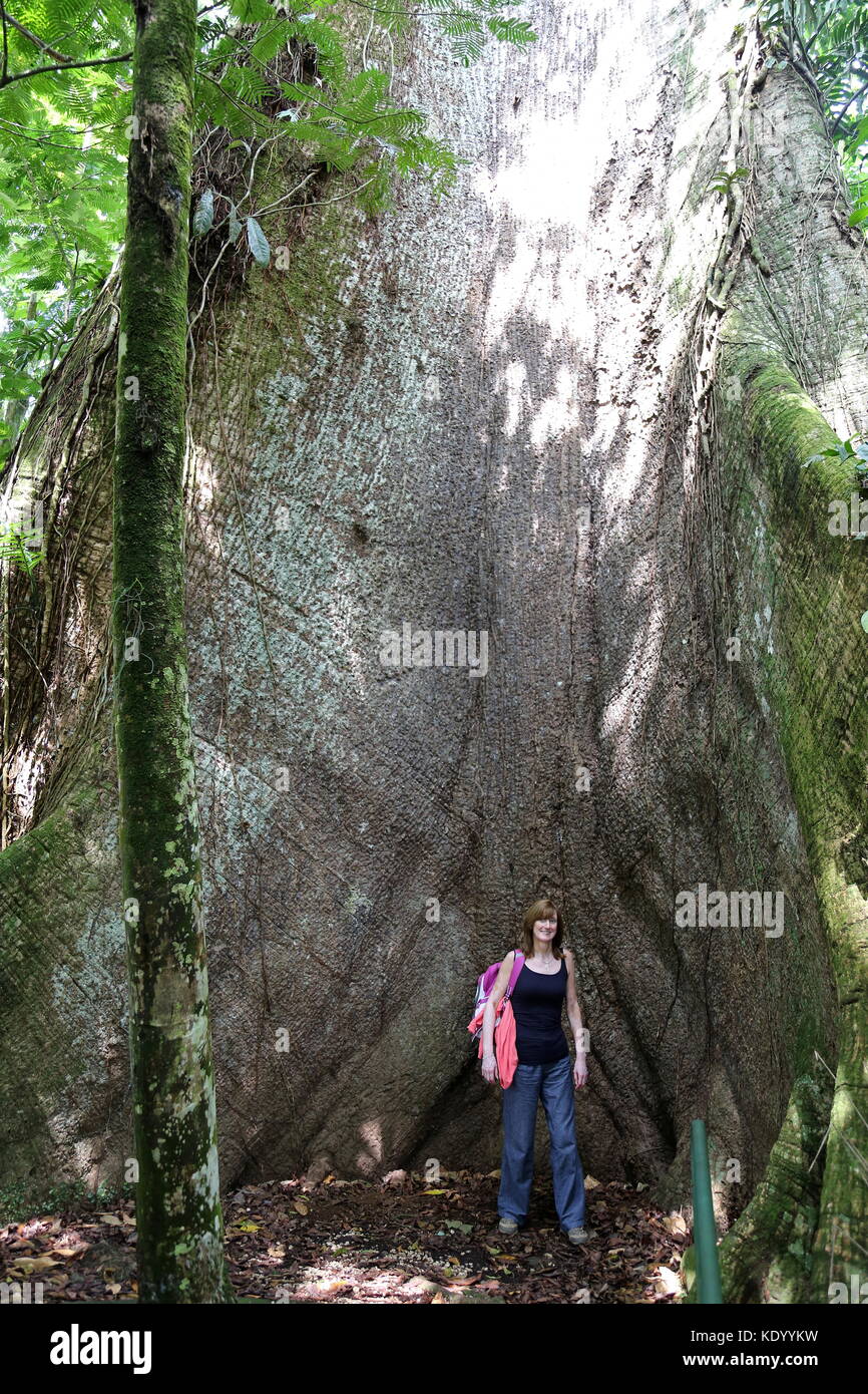 Giant Ceibo tree (Erythrina crista-galli) at El Ceibo restaurant, Ruta ...