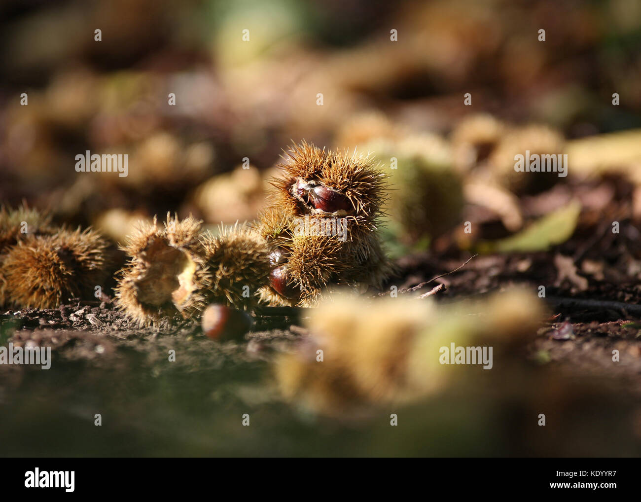 Green spiky shells hi-res stock photography and images - Alamy