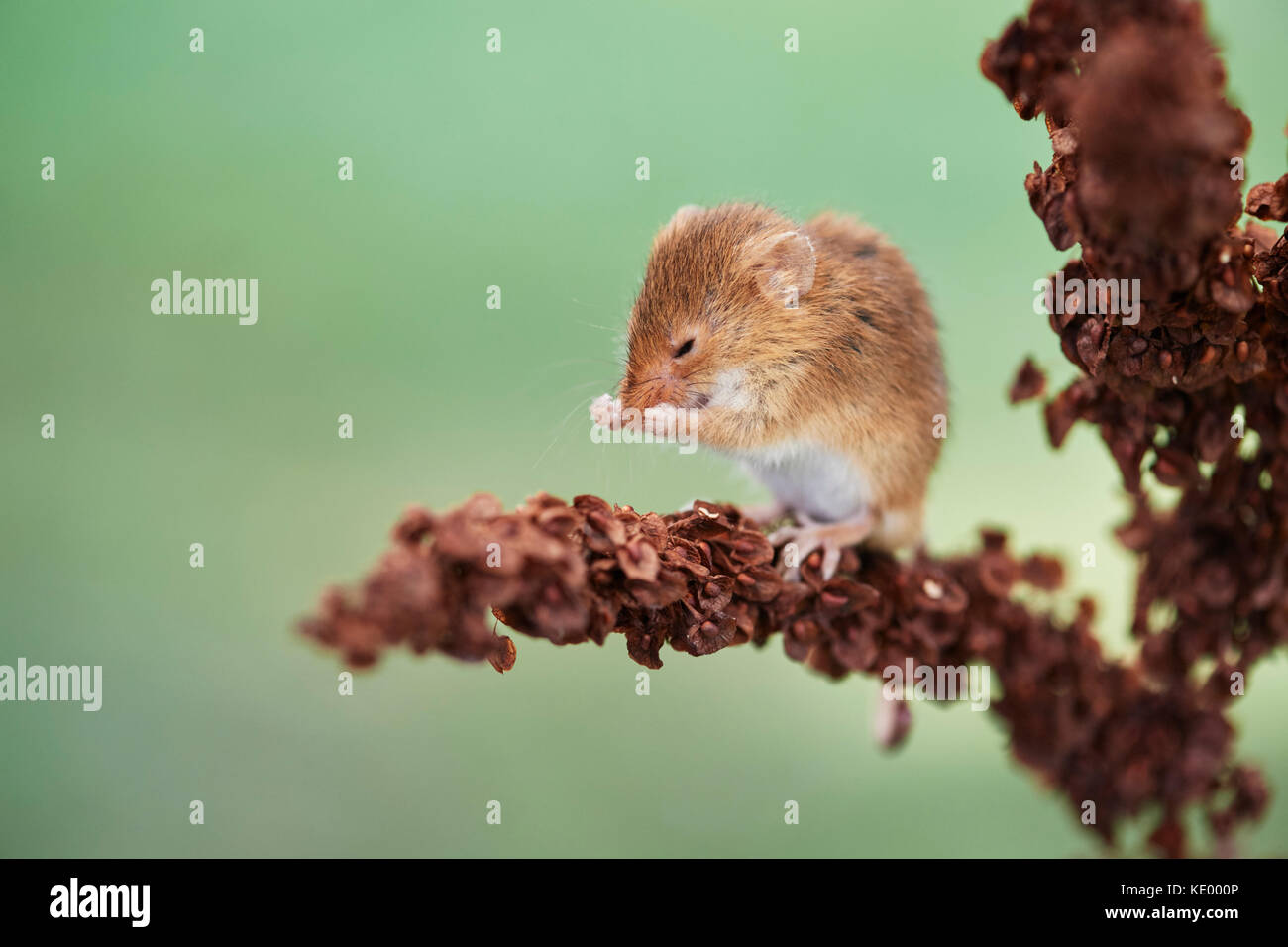 Harvest Mice (Micromys minutus) UK on Oak branch Stock Photo - Alamy