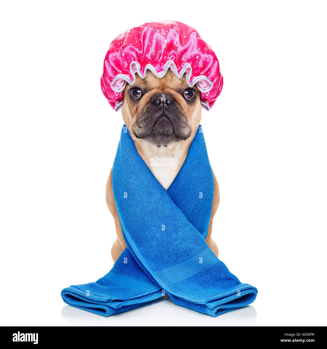 french bulldog dog ready to have a bath or a shower wearing a bathing ...