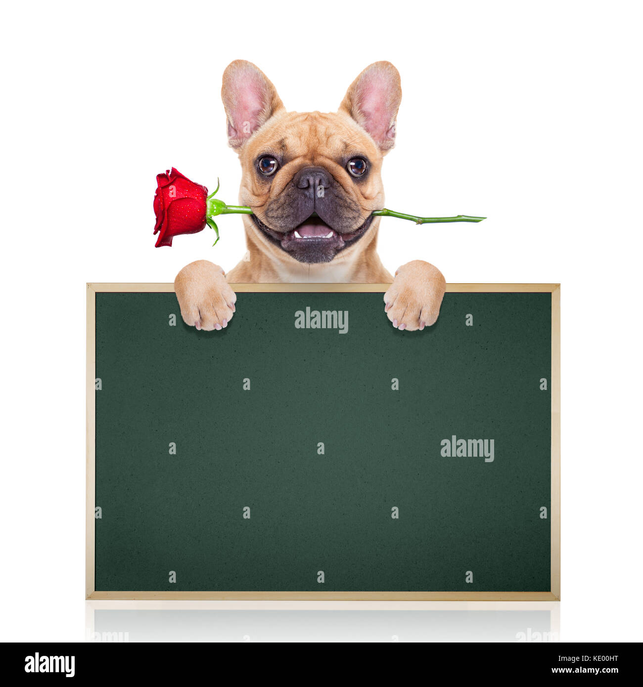 valentines dog in love with you , with a red rose in mouth , isolated ...