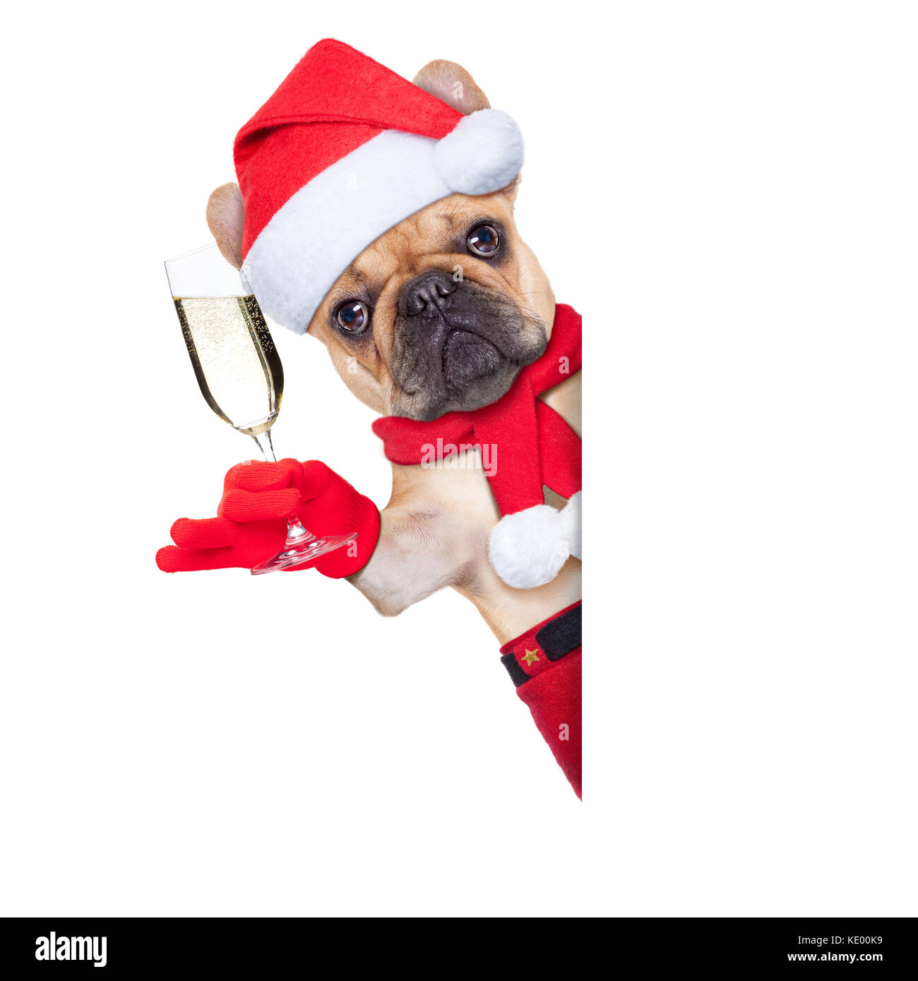 santa claus christmas dog toasting cheers with champagne glass besides ...