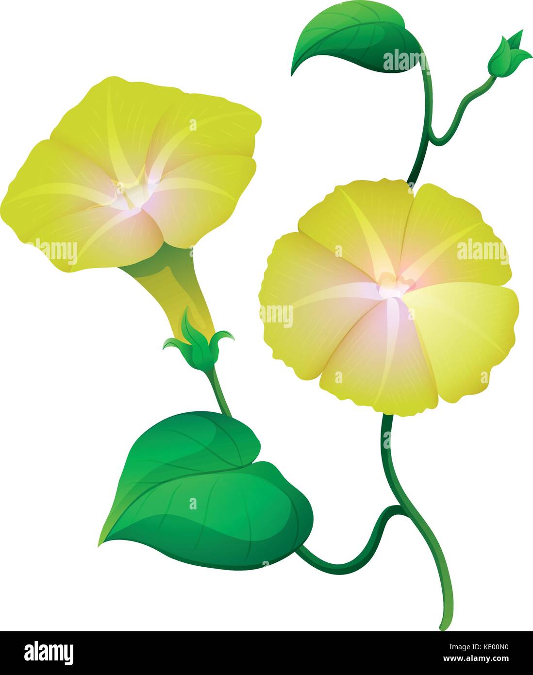 Morning glory flower in yellow color illustration Stock Vector Image ...