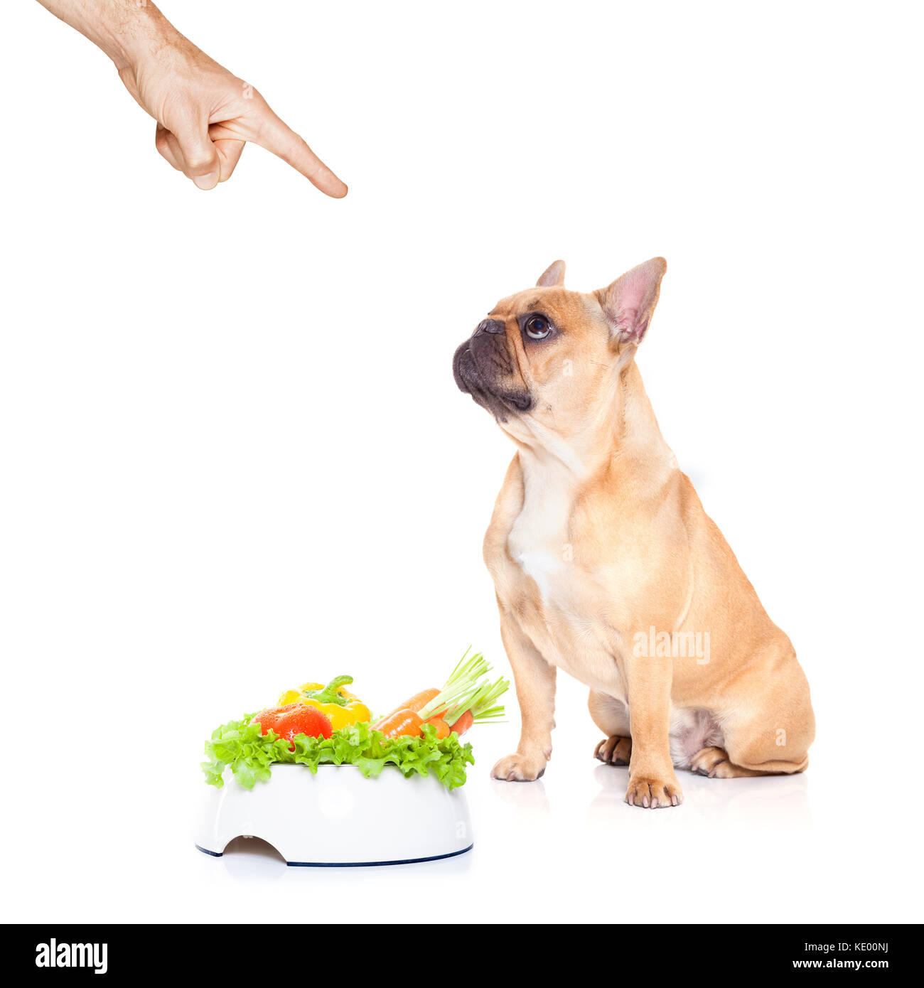 Pointing dog bowl hi-res stock photography and images - Alamy