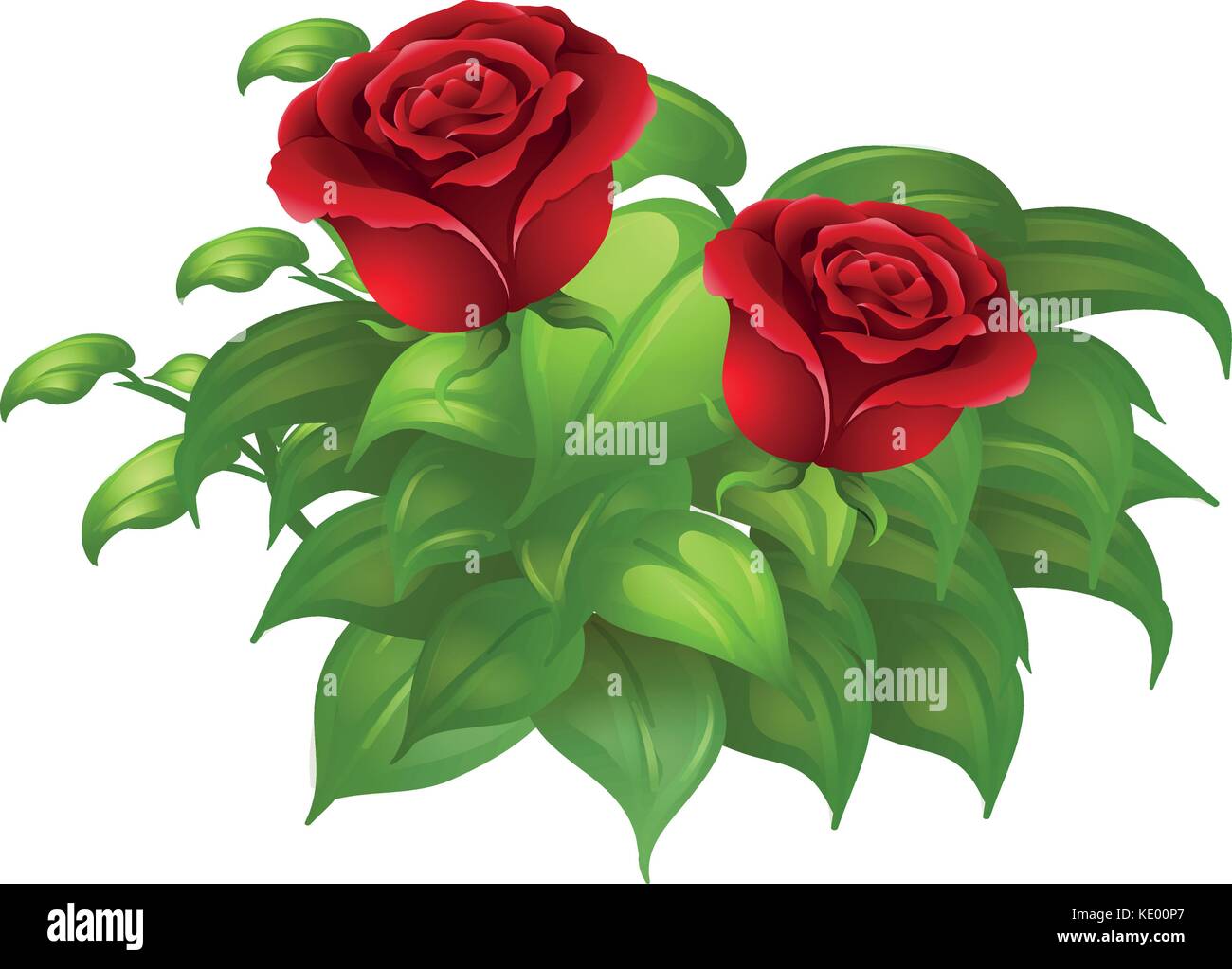 Two red roses and green leaves illustration Stock Vector Image & Art ...