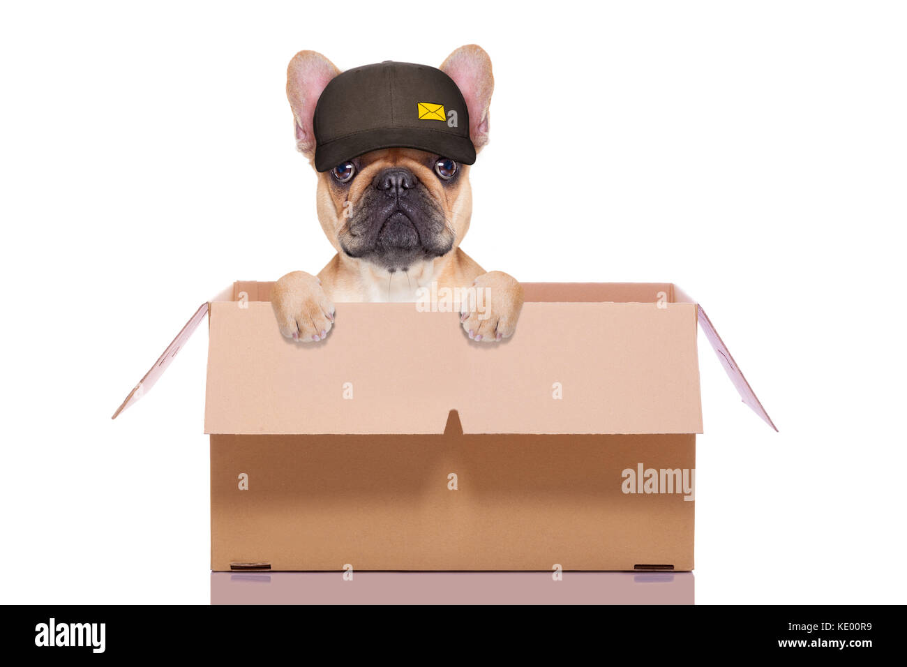 mail delivery french bulldog dog inside a big moving box , isolated on ...