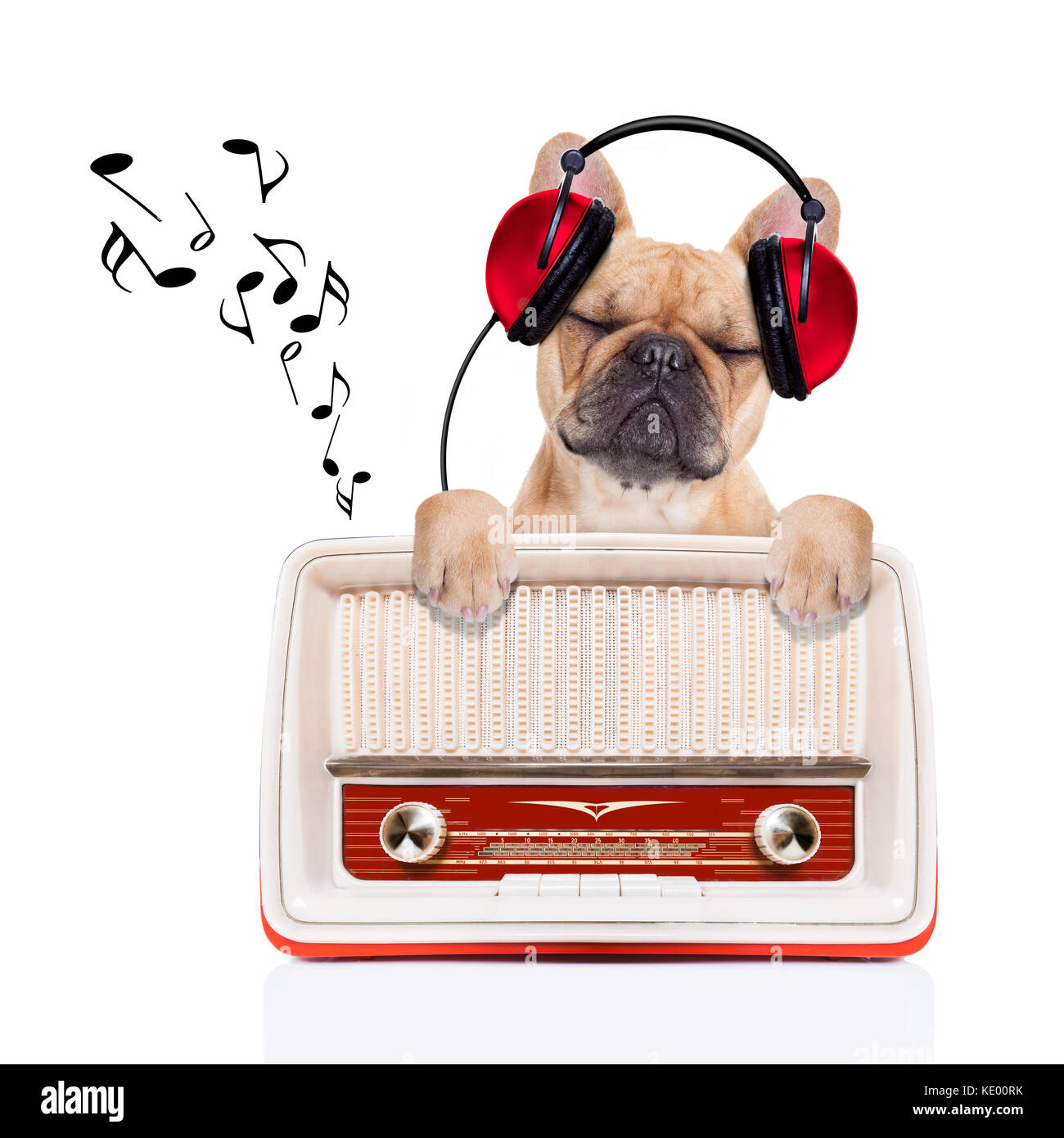 fawn bulldog dog listening music, while relaxing and enjoying the sound ...