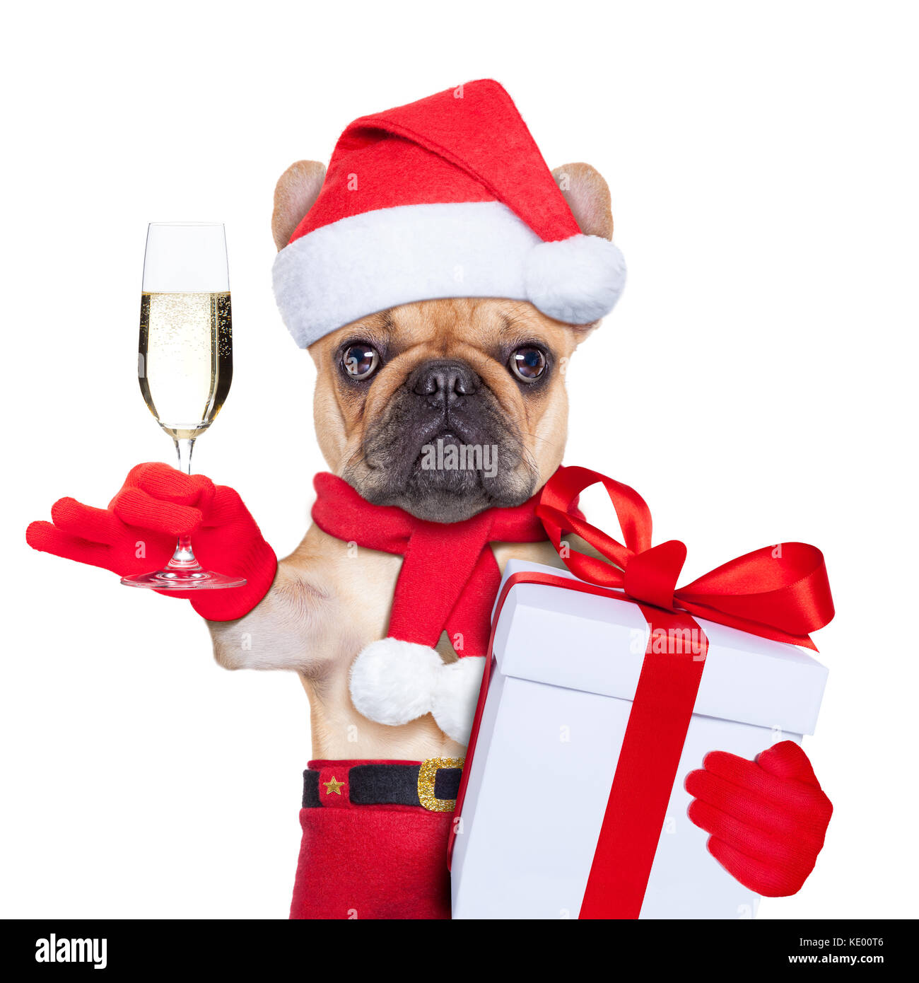 santa claus christmas dog toasting cheers with champagne glass ...