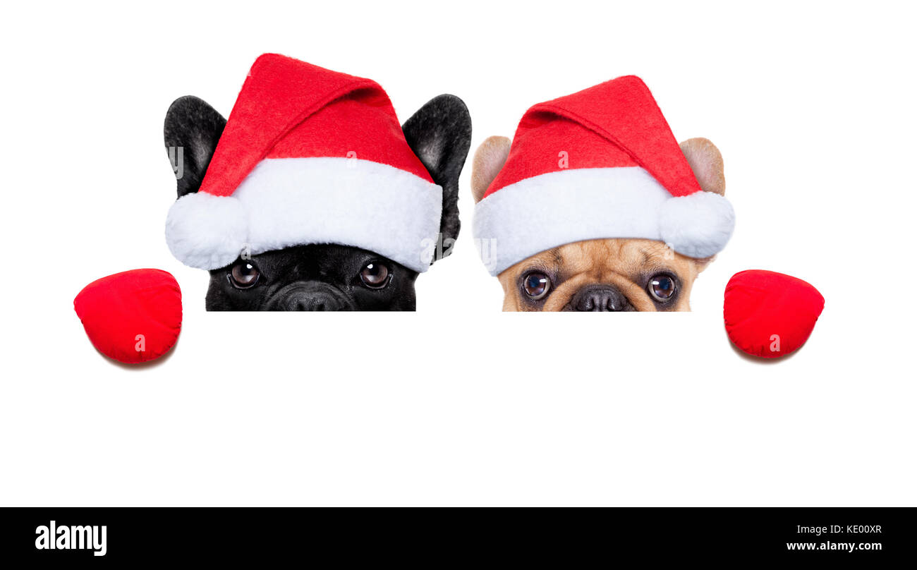 Santa claus christmas couple of two dogs wearing a hat behind a blank ...