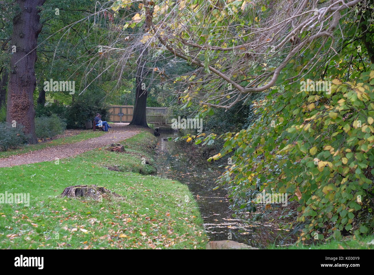 path through woodland and stream Stock Photo - Alamy