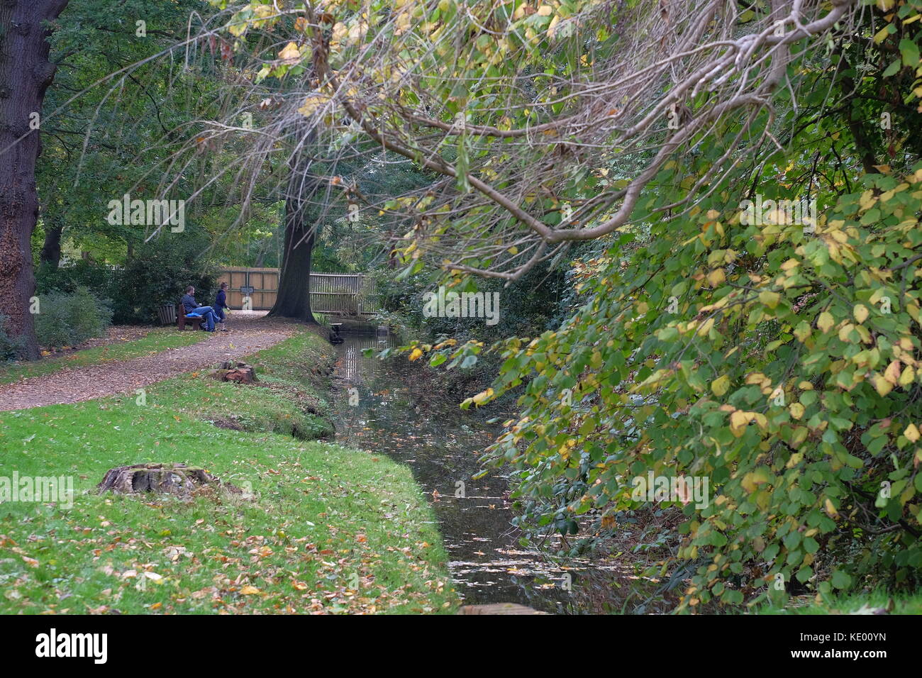 path through woodland and stream Stock Photo - Alamy