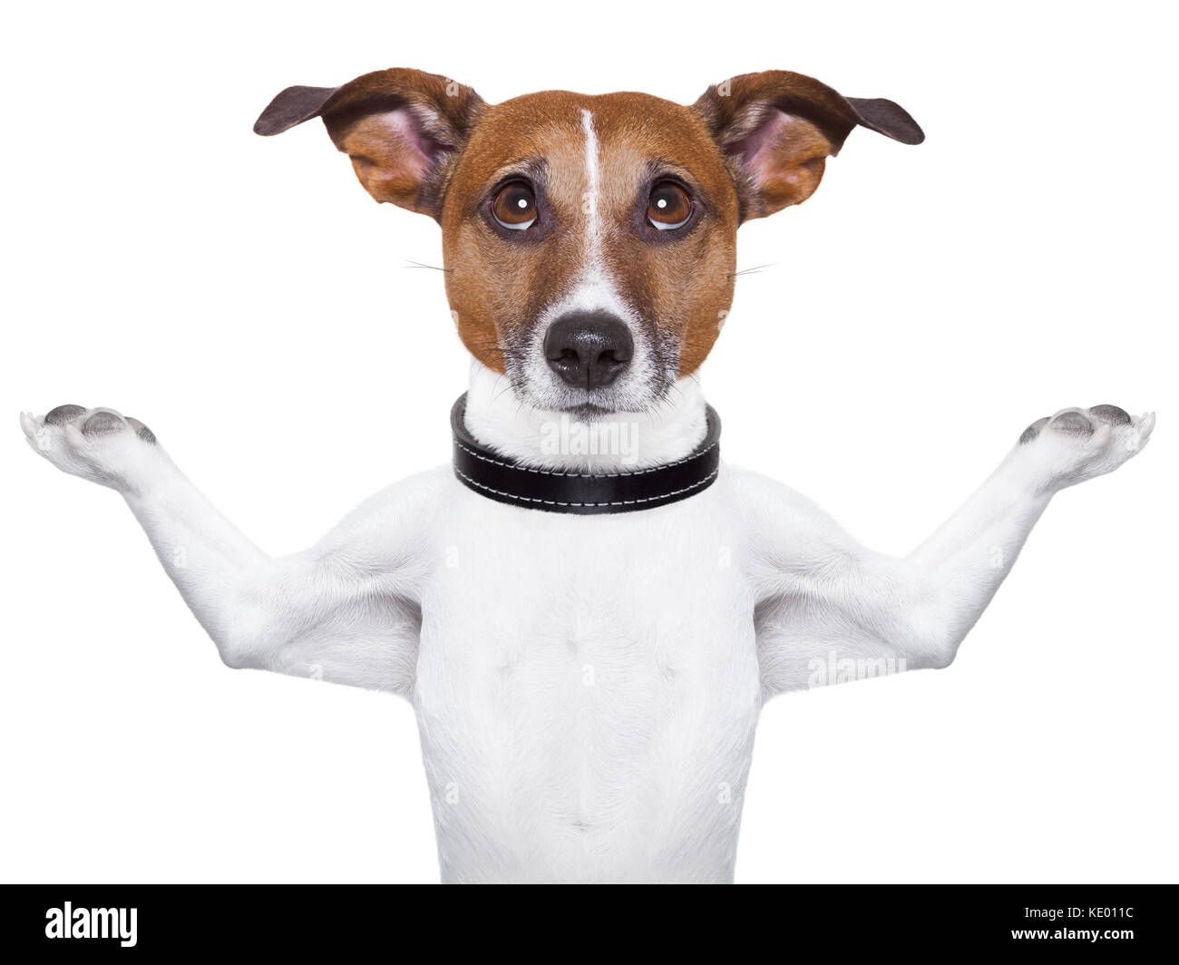 Meditating dog looking up with arms raised up Stock Photo - Alamy