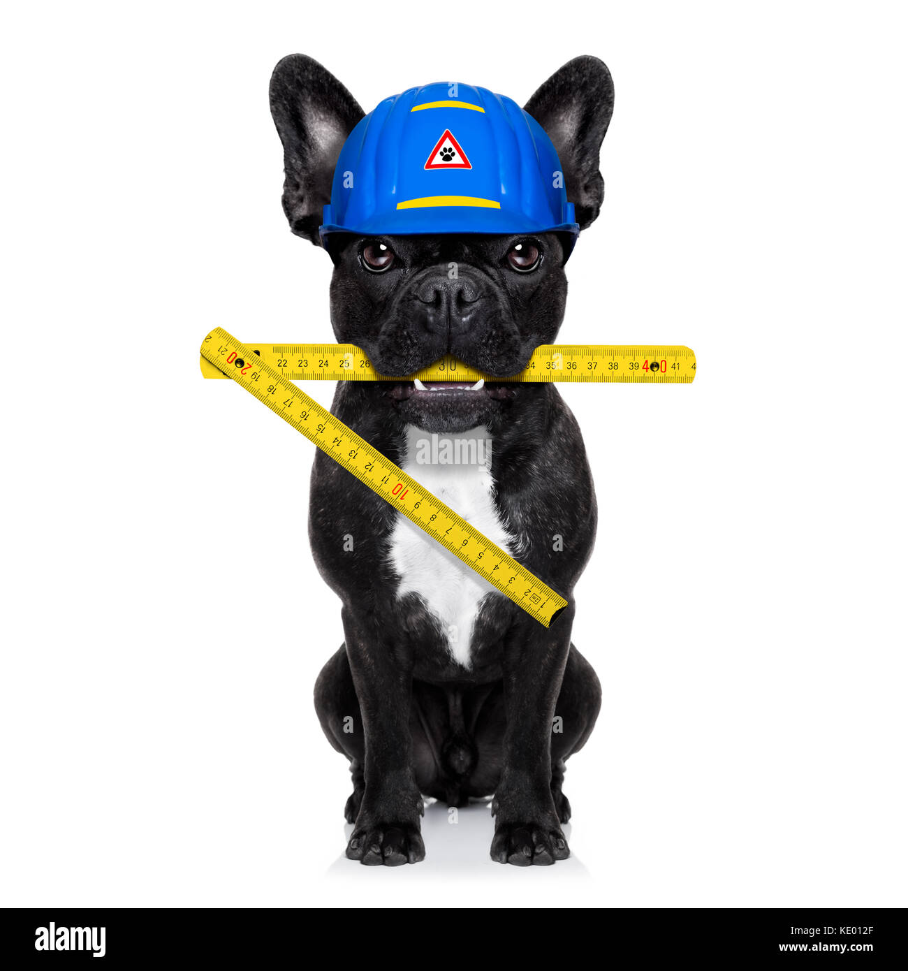 handyman dog worker with helmet and folding ruler, ready to repair, fix ...