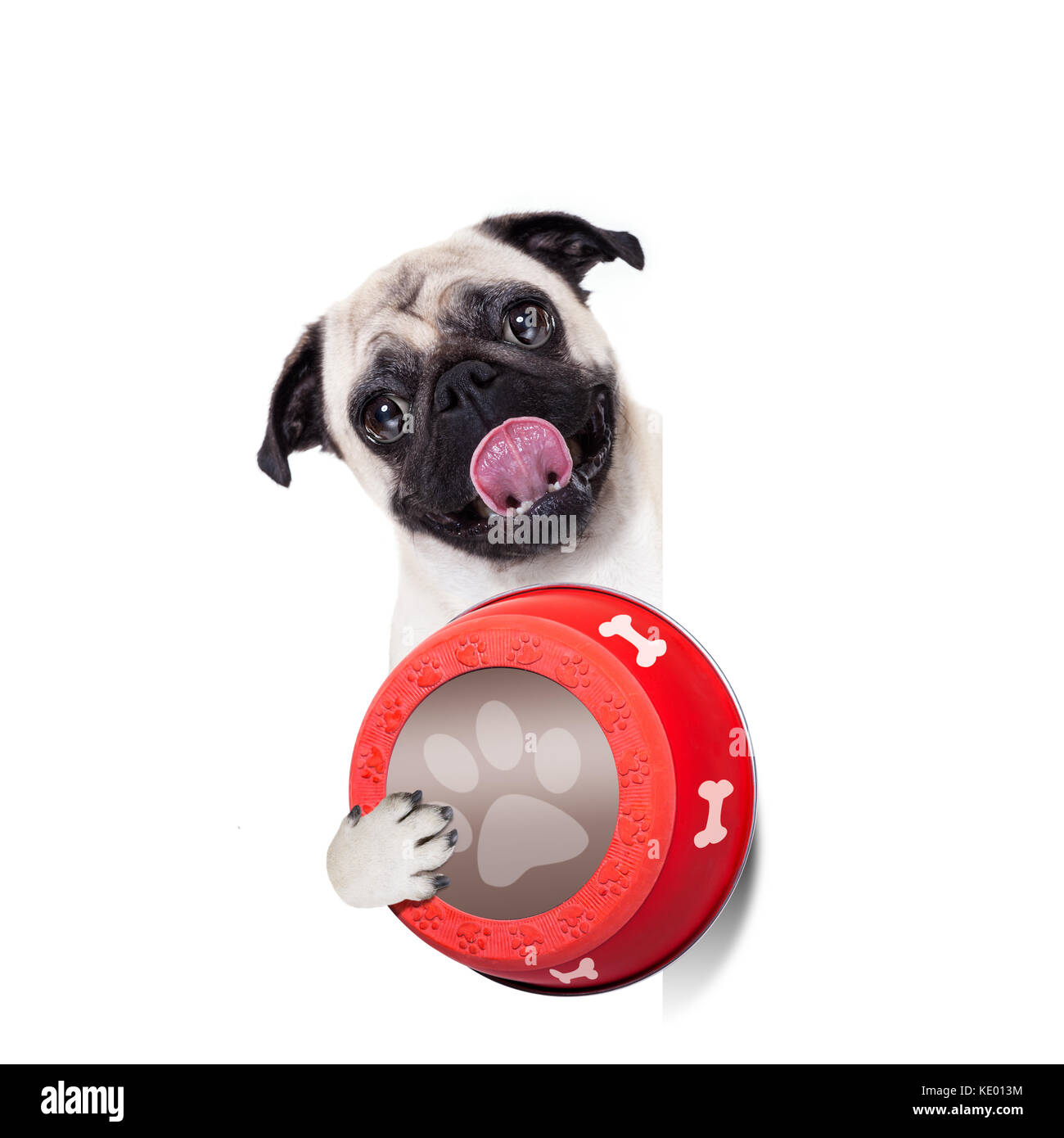 hungry pug dog holding food bowl and licking with tongue, isolated on ...