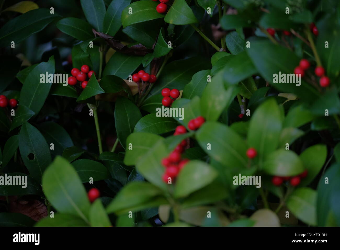 holly and berries Stock Photo - Alamy