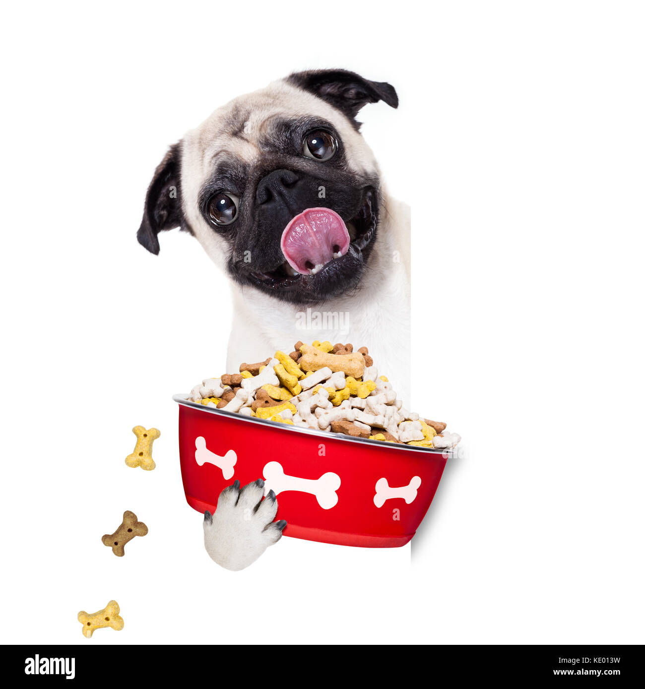 hungry pug dog holding food bowl and licking with tongue, isolated on ...