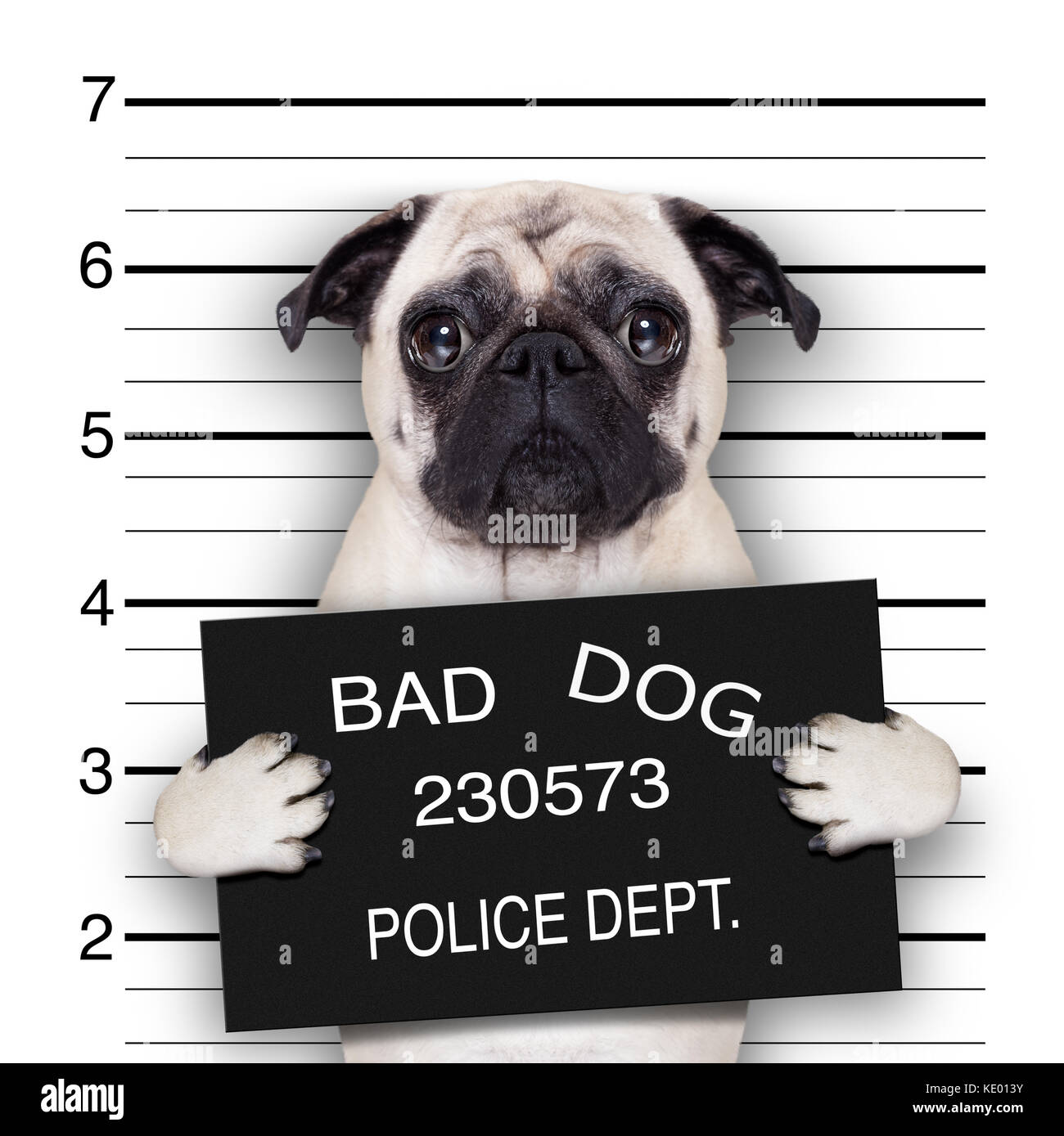 funny cute pug holding a placard while a mugshot is taken Stock Photo ...