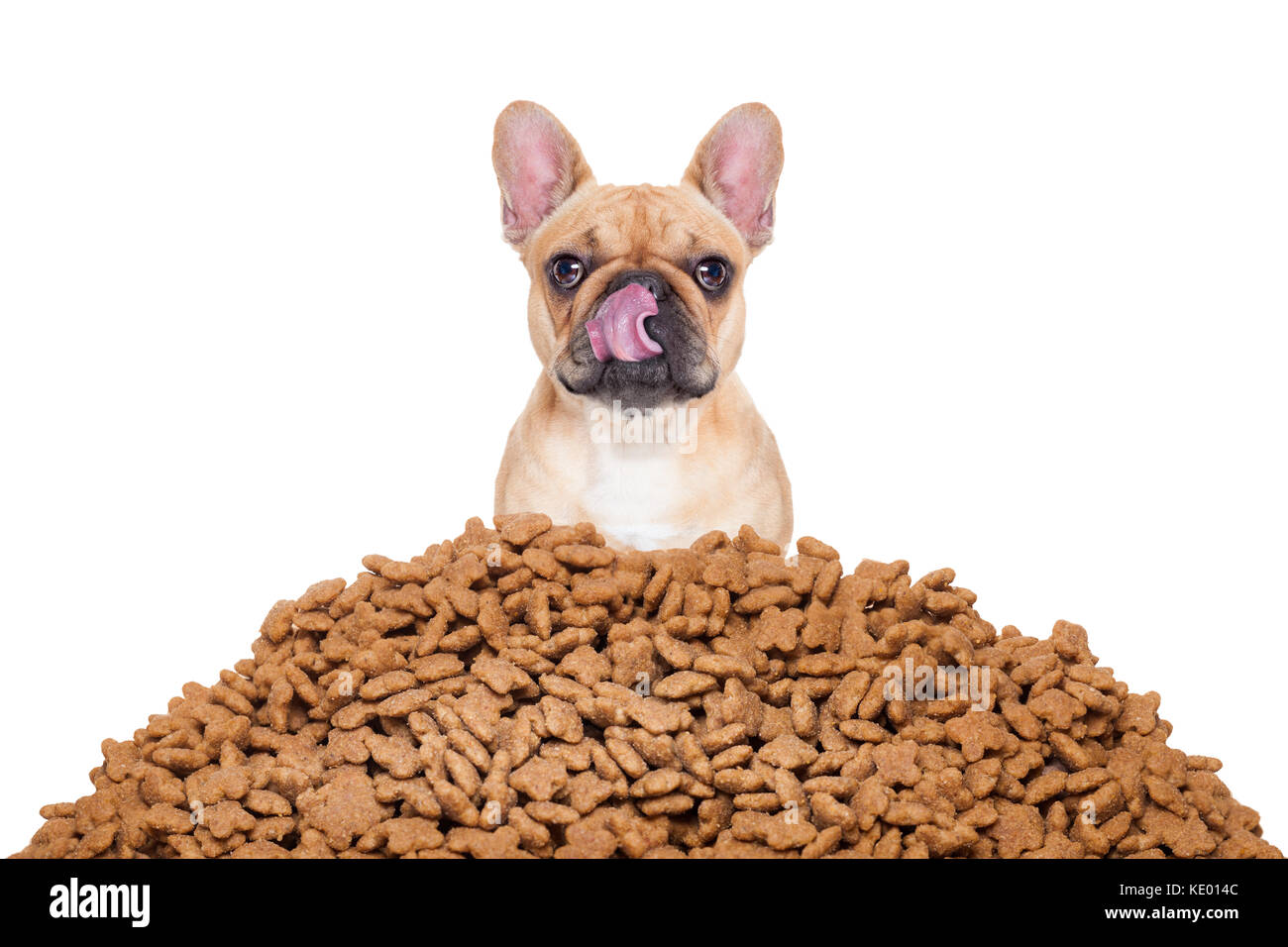 hungry bulldog dog behind a big mound or cluster of food , isolated on ...