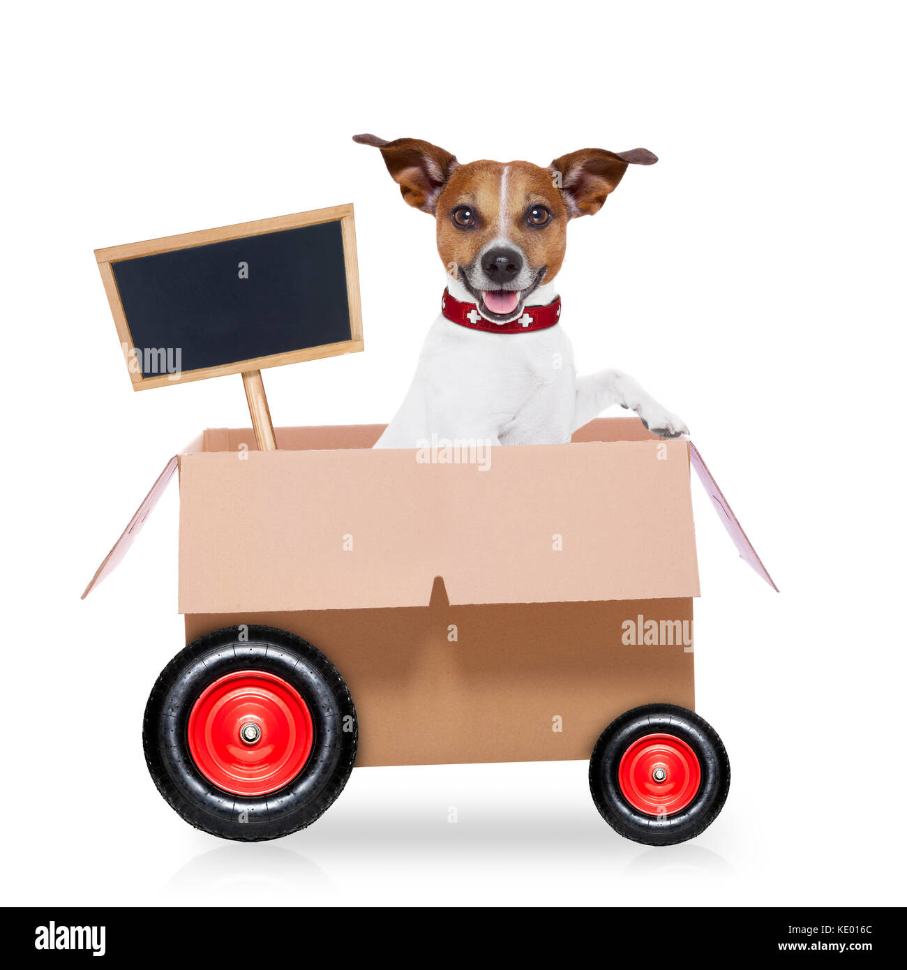 mail delivery jack russell dog in a big moving box on wheels with blank ...