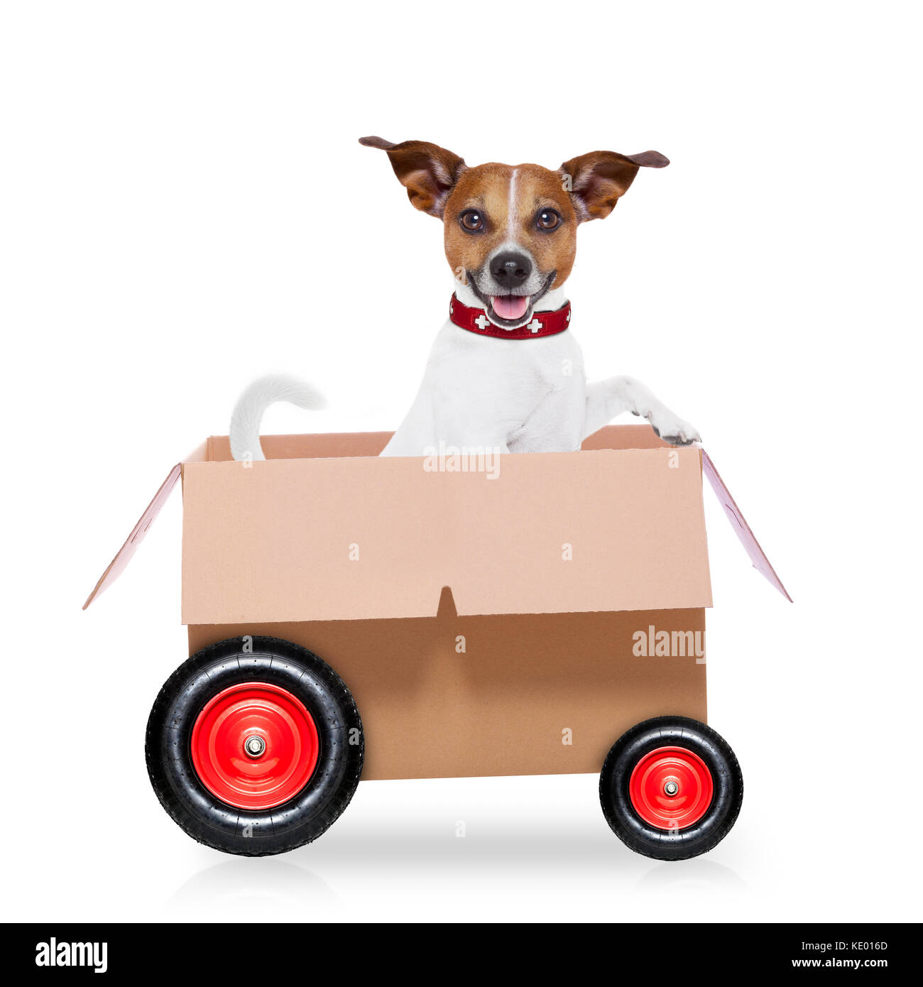 mail delivery jack russell dog in a big moving box on wheels ,isolated ...