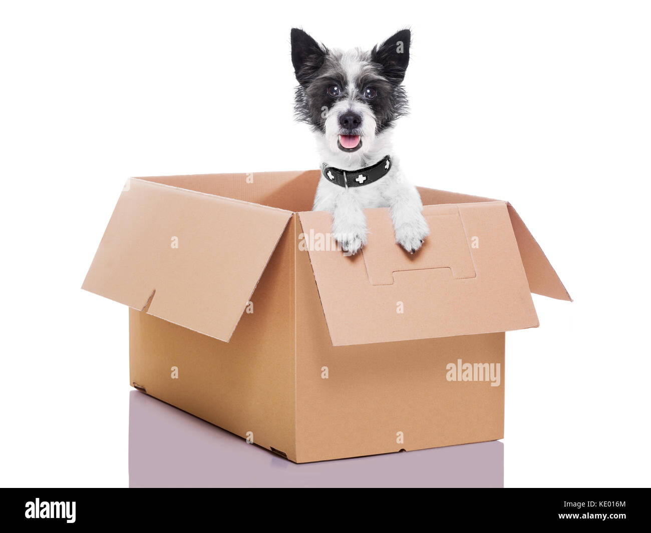 The mail dog hi-res stock photography and images - Alamy