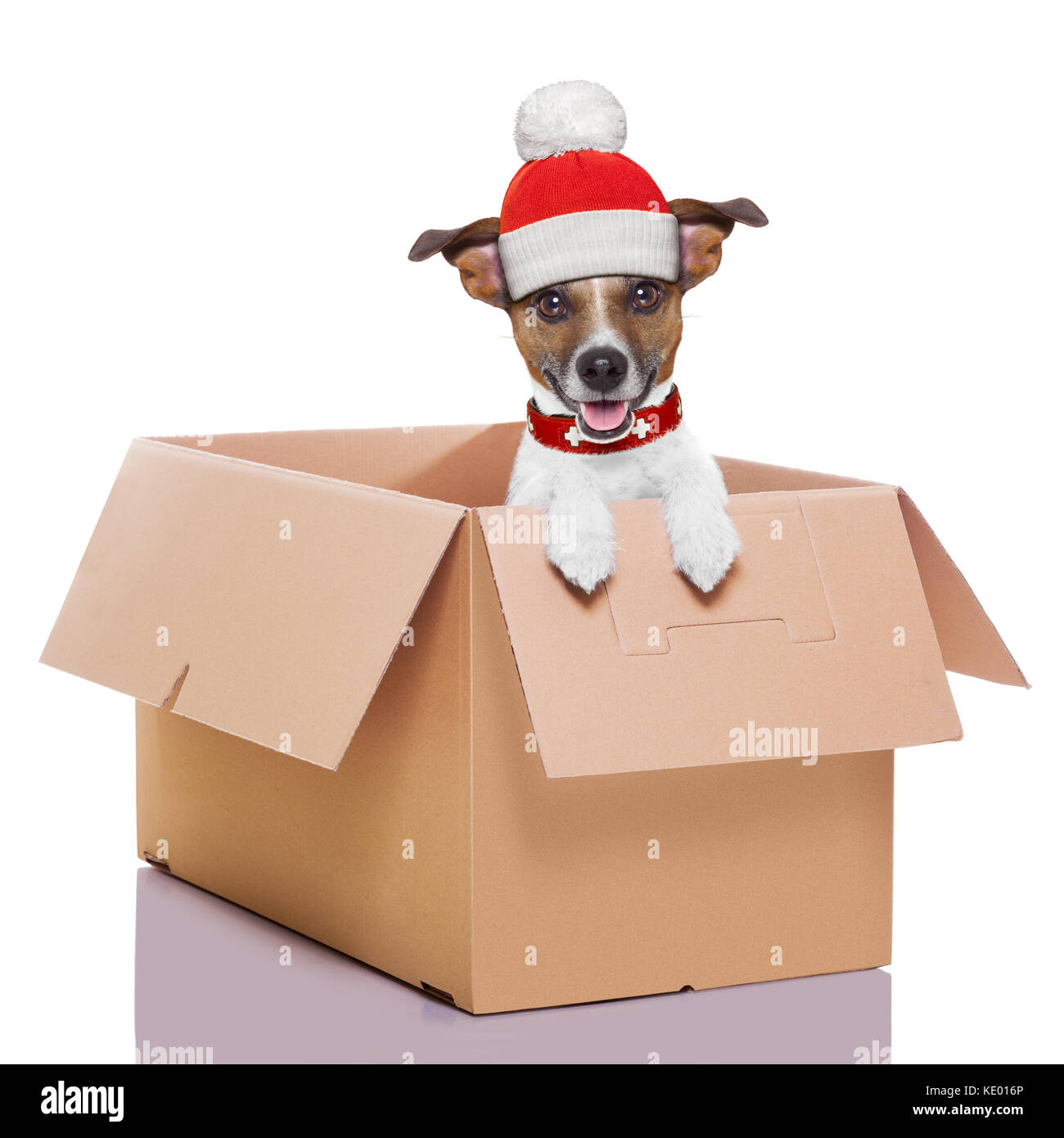 winter christmas mail dog in a very big moving box Stock Photo - Alamy