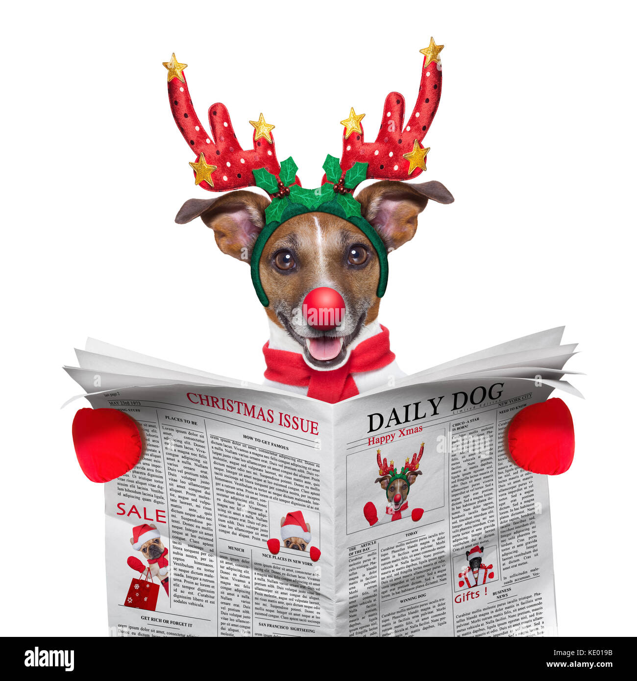 jack russell dog dressed as santa reading the christmas issue on the ...