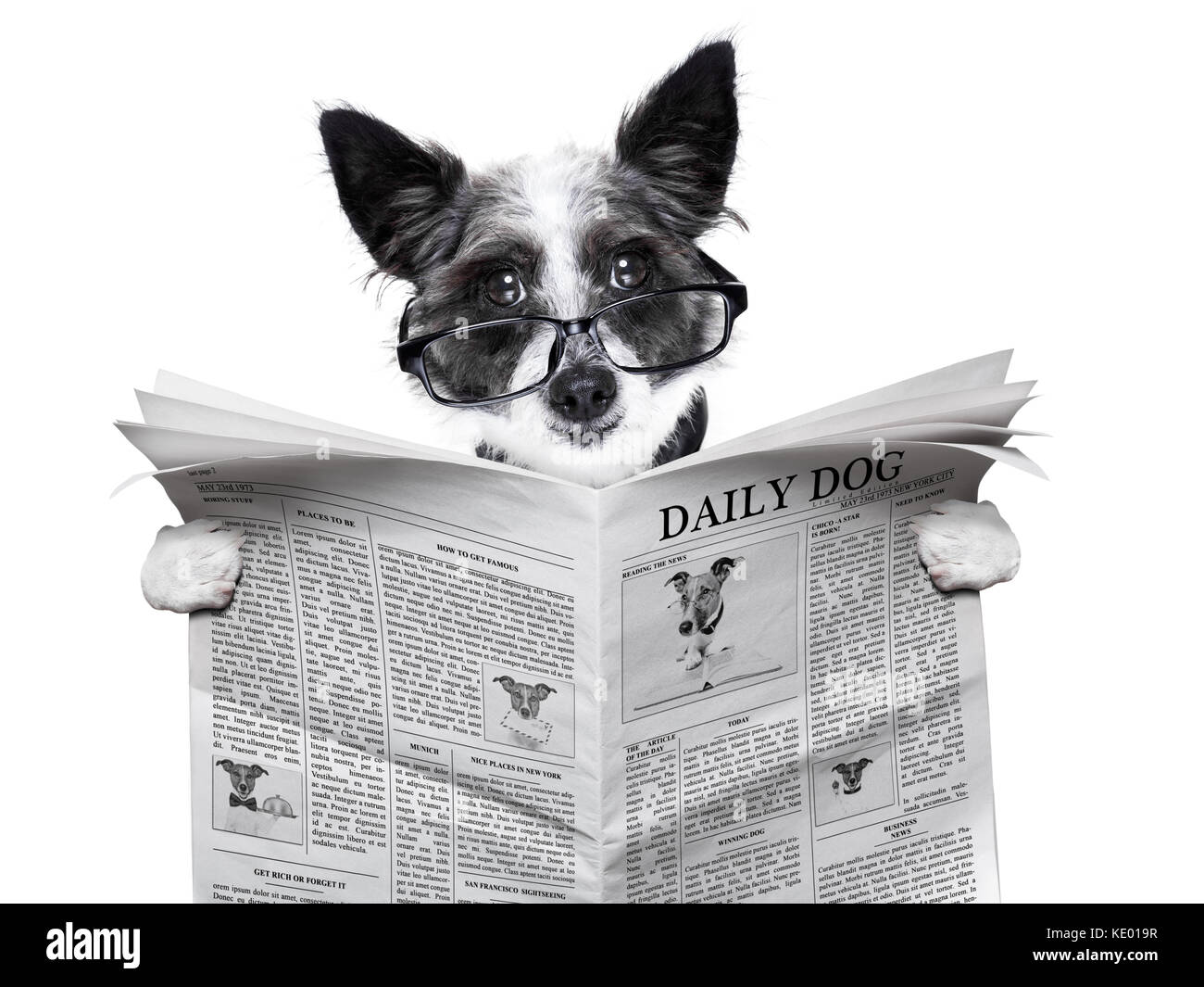 dog reading and holding a blank newspaper Stock Photo - Alamy