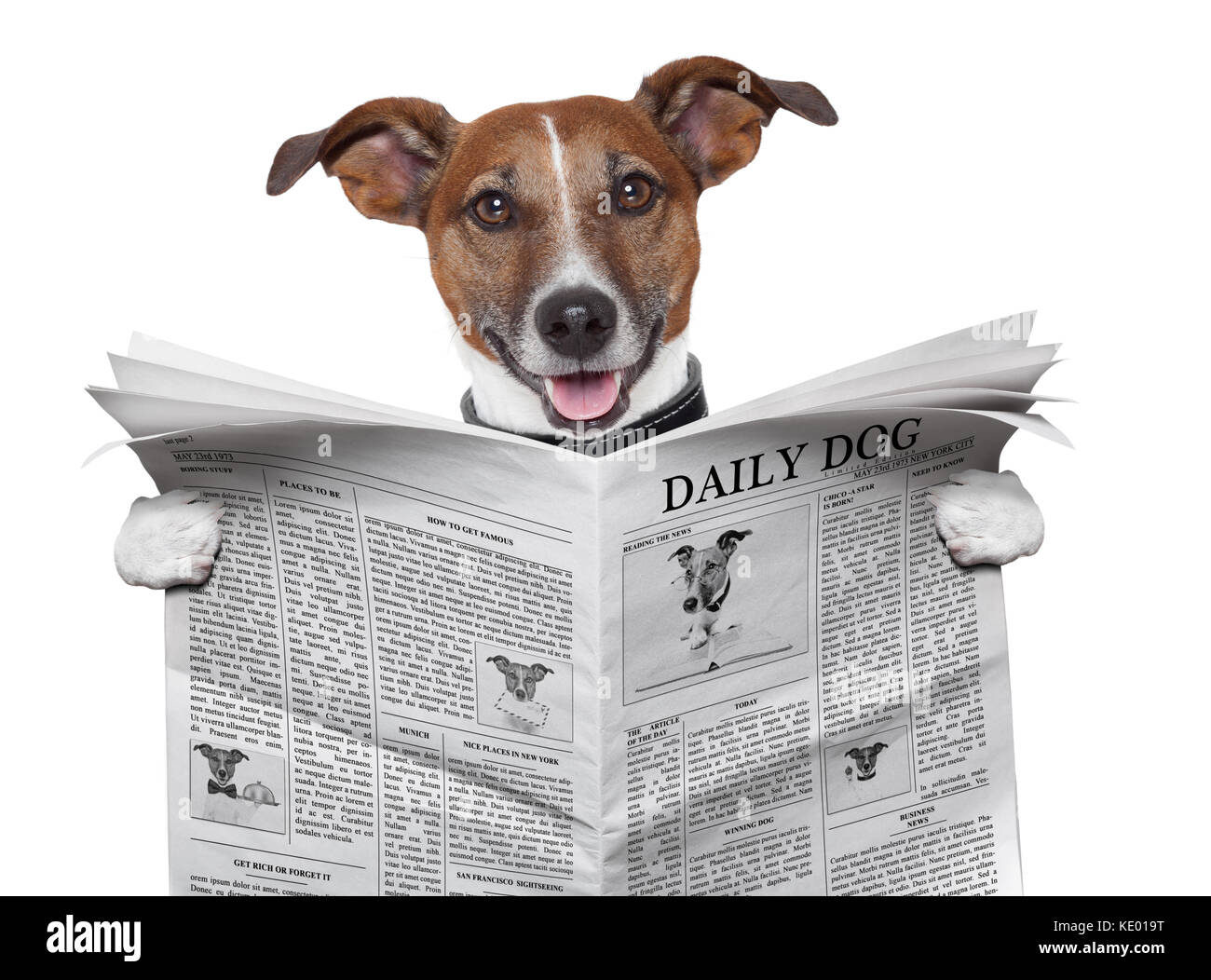 dog reading and holding a newspaper Stock Photo - Alamy