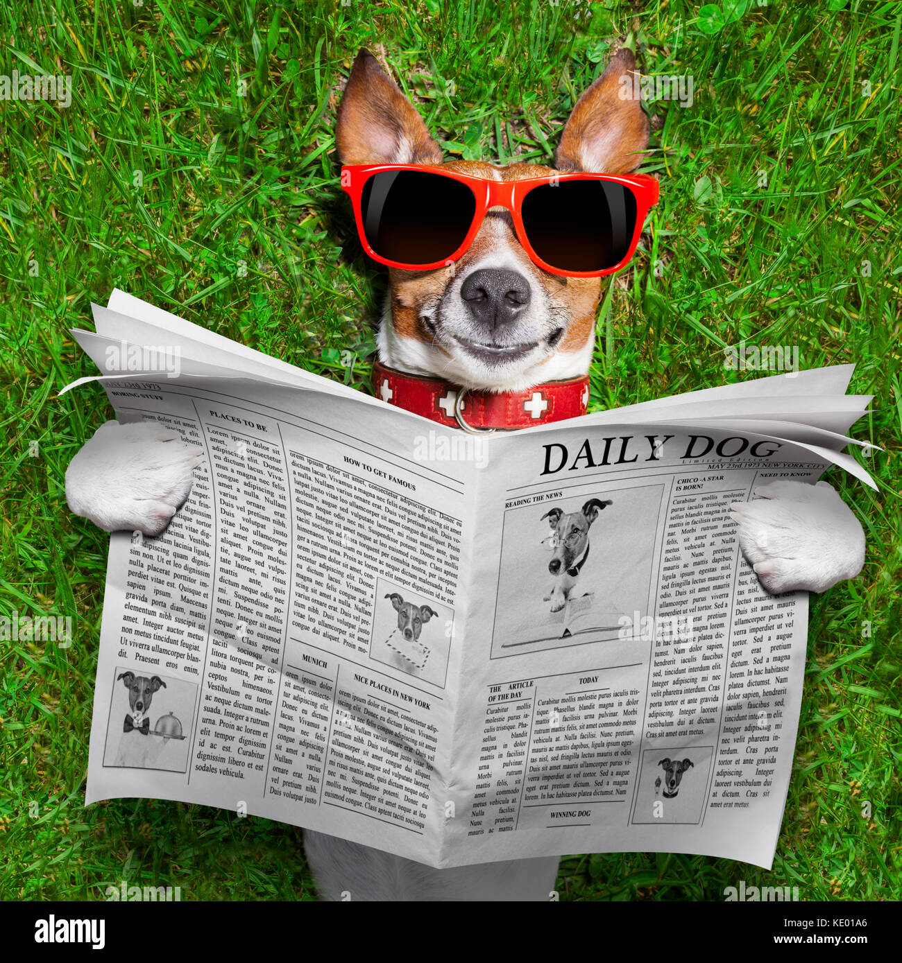 dog reading newspaper and relaxing on grass in the park Stock Photo - Alamy