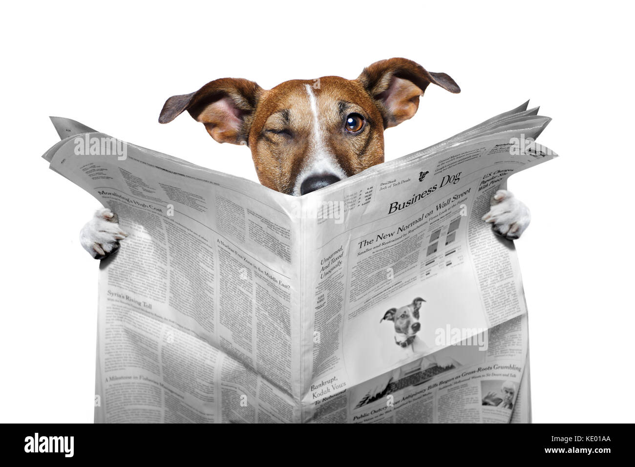 dog reading the newspaper Stock Photo - Alamy