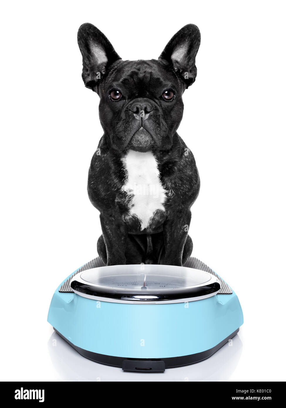 healthy dog on scale wondering about weightloss and how to solve this ...