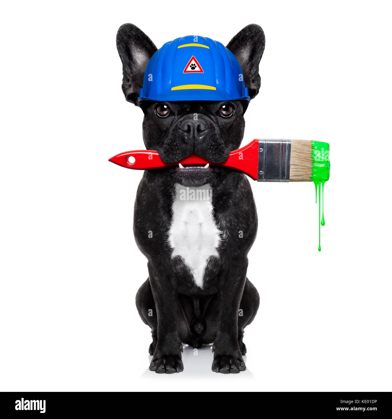 handyman painter dog worker with paintbrush and ready to repair, fix or ...