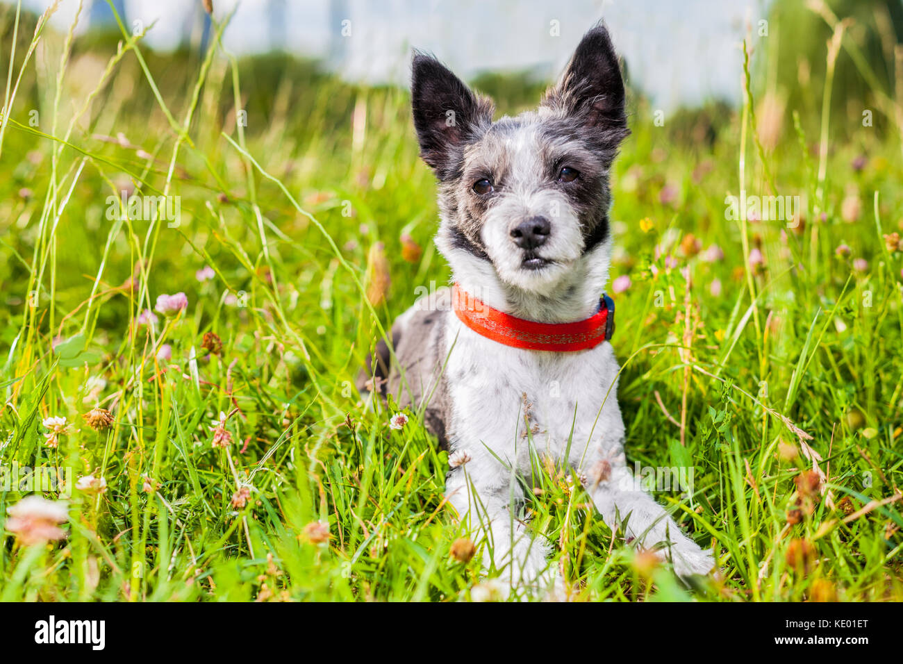 dog in green grass thinking too much Stock Photo - Alamy